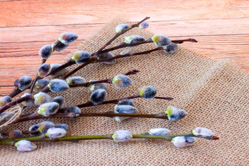 Fresh Spring Willow Branches Lie on a Natural Fabric on a Wooden ...