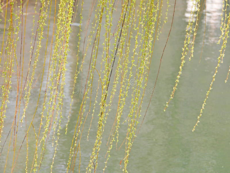 Spring willow branches stock image. Image of beauty - 366424615