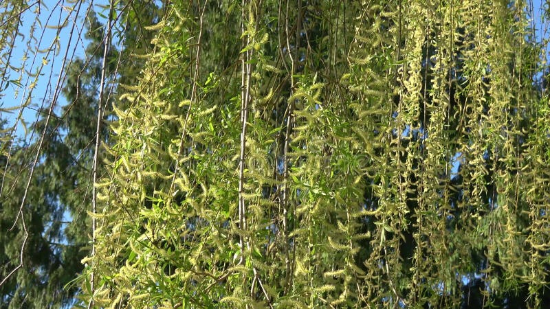 Spring Willow Branches. Spring Willow Tree in Bloom. Stock Footage ...