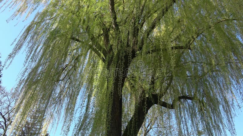 Spring Willow Branches. Spring Willow Tree in Bloom. Stock Footage ...