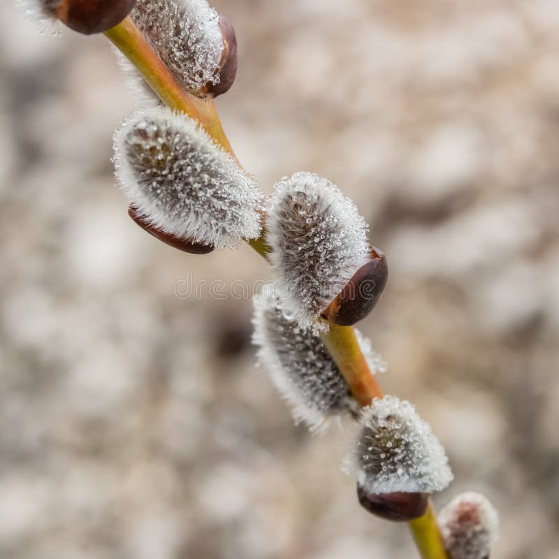 Spring Willow Buds with Beautiful Raindrops. Stock Photo - Image of ...