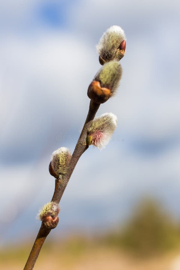 Spring willow stock photo. Image of growth, willow, nature - 38831598