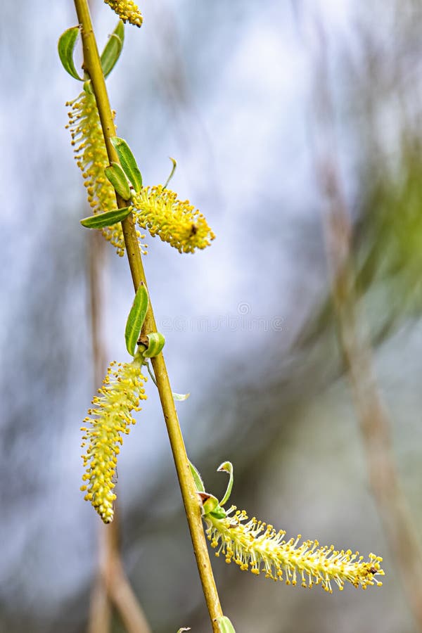 Spring. Willow Flowering with Delicate Fluffy Catkins Stock Image ...