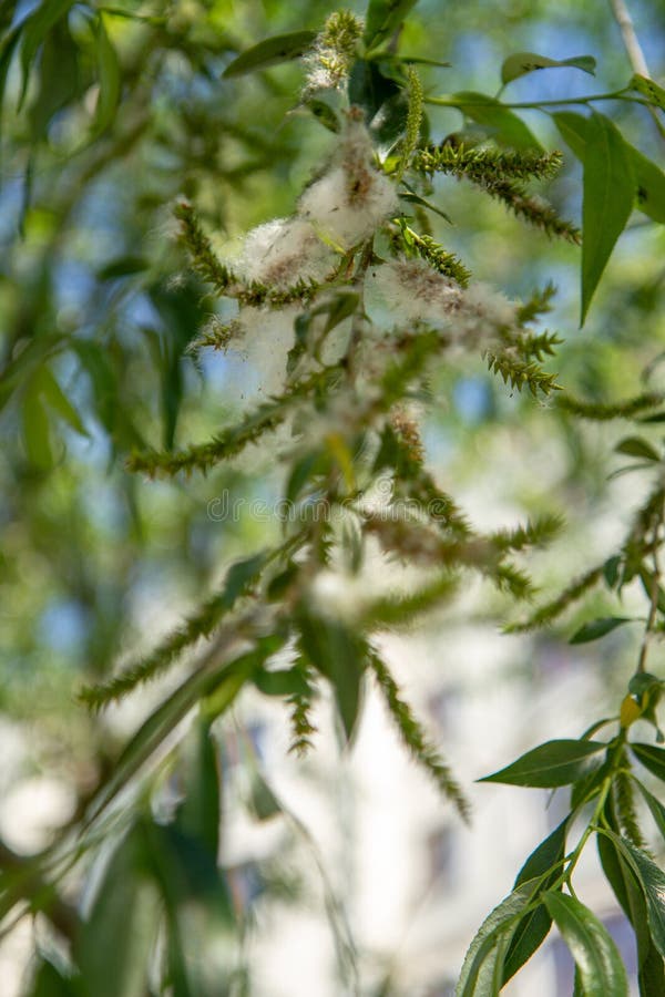 Spring willow fluff stock photo. Image of blossom, outdoor - 147593548