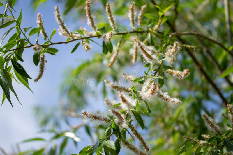 Spring willow fluff stock image. Image of seeds, closeup - 147593563