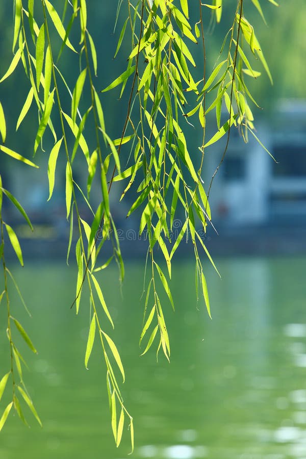 Spring willow leaves stock photo. Image of grows, sunlight - 20999736