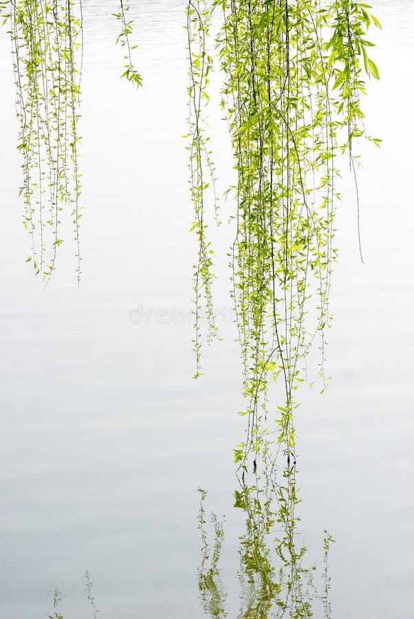 Spring Willow Leaves Near Water Stock Photo - Image of green, garden ...