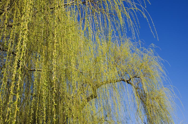 Spring willow tree stock image. Image of tree, blue - 143091879