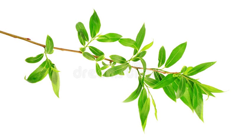 Willow Branch Isolated on White Stock Photo - Image of flora, stem ...
