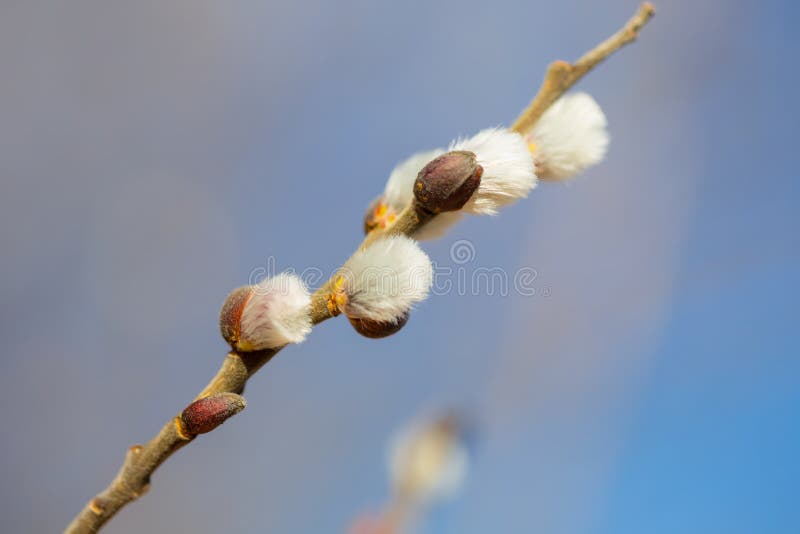 Spring Willow Tree Branch in a Blossom Stock Image - Image of closeup ...