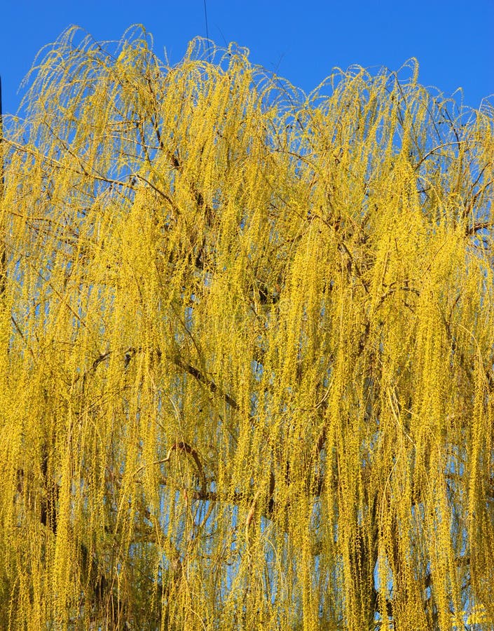 Spring Willow Tree Leaves stock image. Image of daytime - 4732225