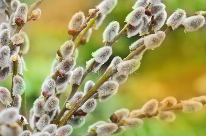 Spring Willow Branches on Pastel Background. Stock Photo - Image of ...