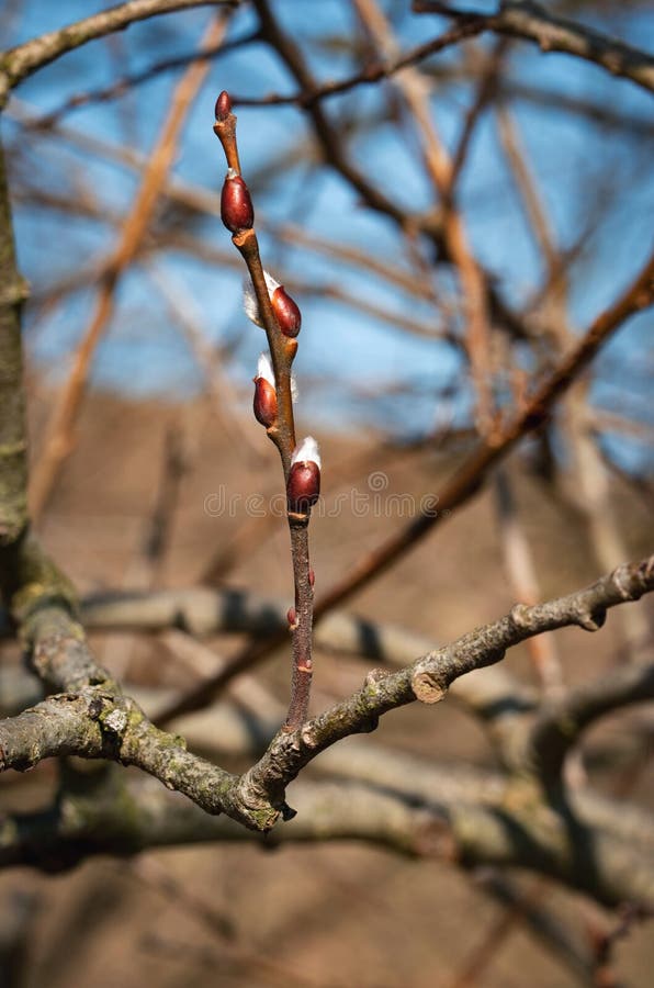 Spring willow twig stock image. Image of garden, nature - 143943377