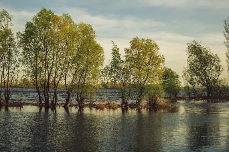 Spring Willow Under Spring Sunshine on the Ba Stock Image - Image of ...