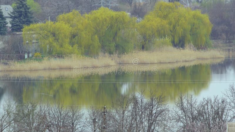 Spring Willows Reflecting in a Calm River Stock Video - Video of ...