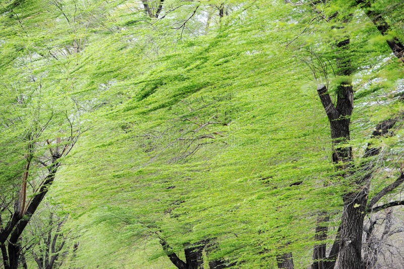 Spring Willows in Strong Wind Stock Image - Image of spring, force ...