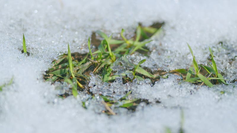 Spring Wind Blows through Green Field with Crops of Wheat or Barley ...