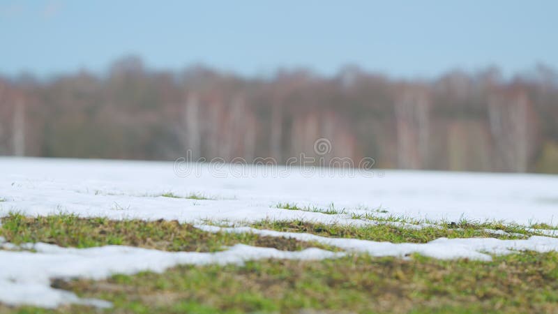 Spring Wind Blows through Green Field with Crops of Wheat or Barley ...