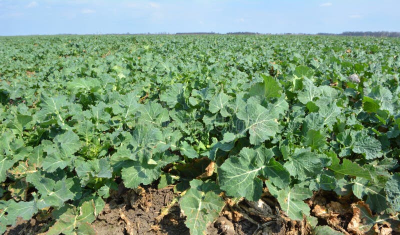 In the Spring Field Grows Winter Rapeseed Stock Photo - Image of ...