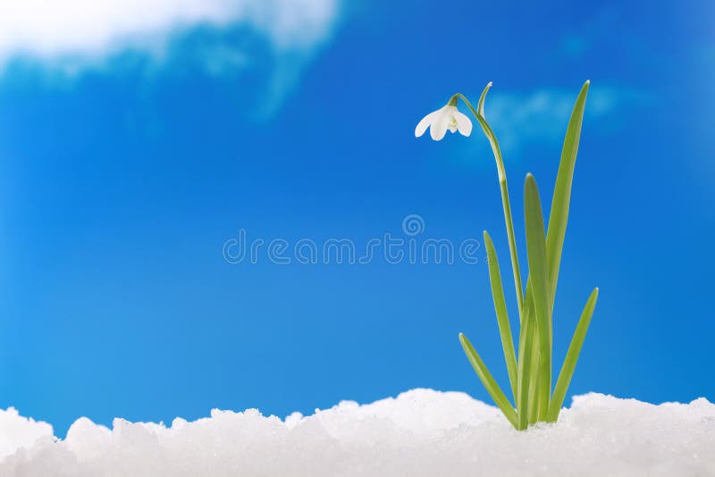 Spring Winter: Snowdrop in Snow Stock Photo - Image of start, clouds ...
