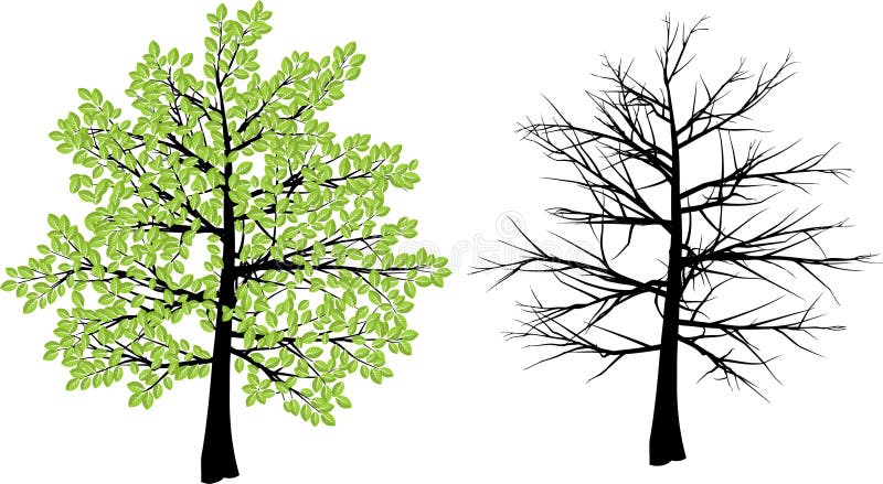 Spring and winter tree stock vector. Illustration of leaf - 5512632