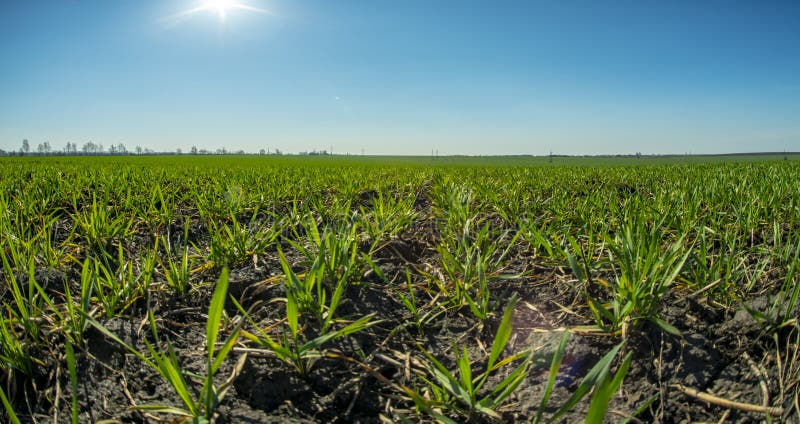 Spring, Winter Wheat Crops, Young Shoots Against the Blue Sky and the ...