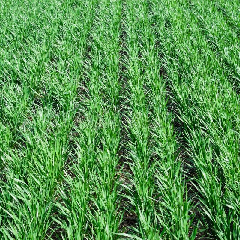 Spring winter wheat field stock photo. Image of macro - 142222888