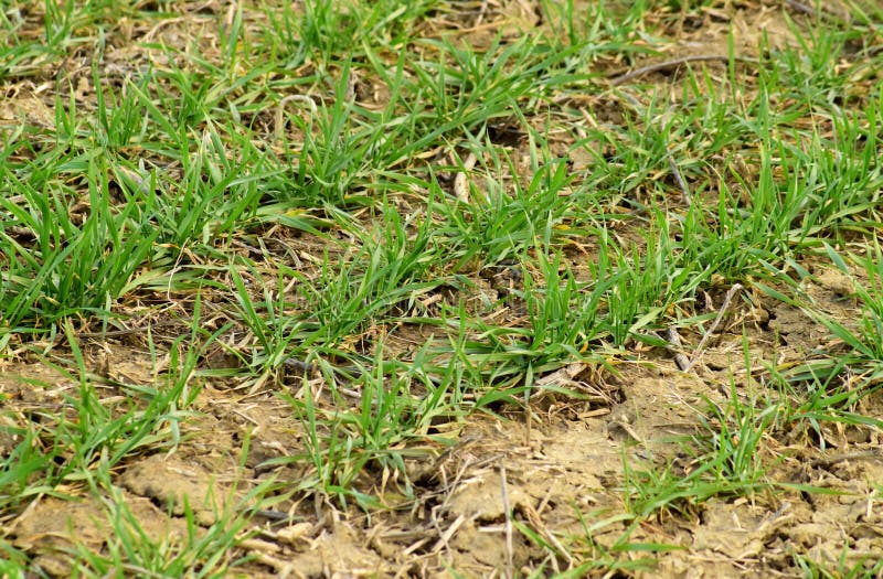 Spring winter wheat field stock image. Image of ground - 144640365