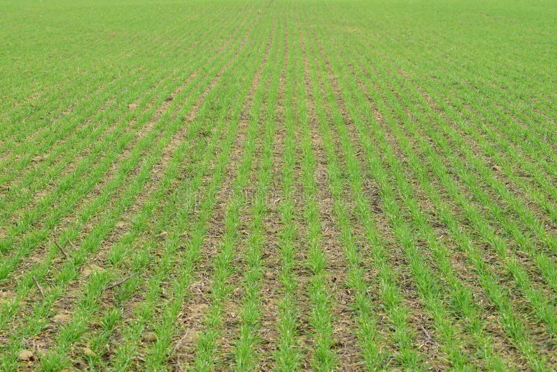 Spring winter wheat field stock image. Image of grow - 82851713