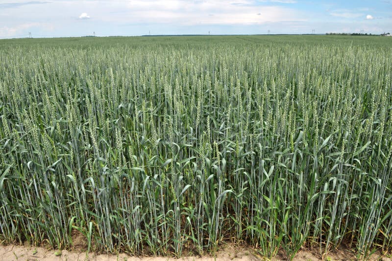 Winter Wheat Grows in the Spring Field Stock Image - Image of luzisteig ...