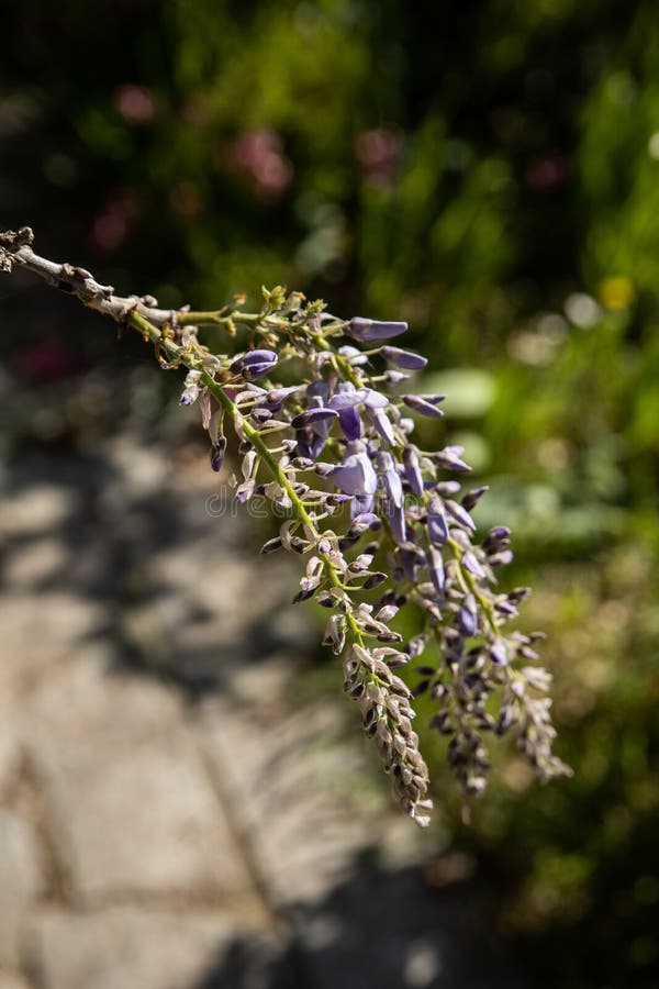 Spring wisteria bloom stock image. Image of gardening - 179023955