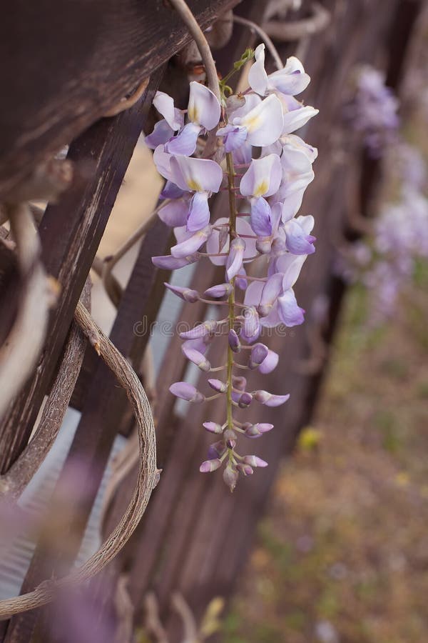 Spring Wisteria on a Blurred Vertical Background Stock Image - Image of ...