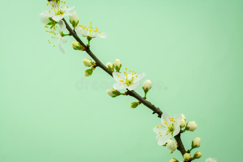 Spring Withe Flowers on Branch. Plum Tree Stock Image - Image of ...