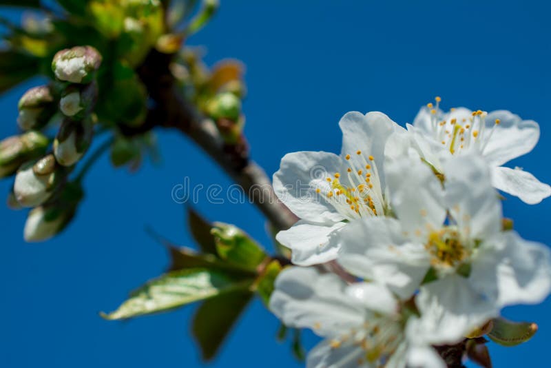 Spring Withe Flowers on Branch. Plum Tree Stock Photo - Image of branch ...