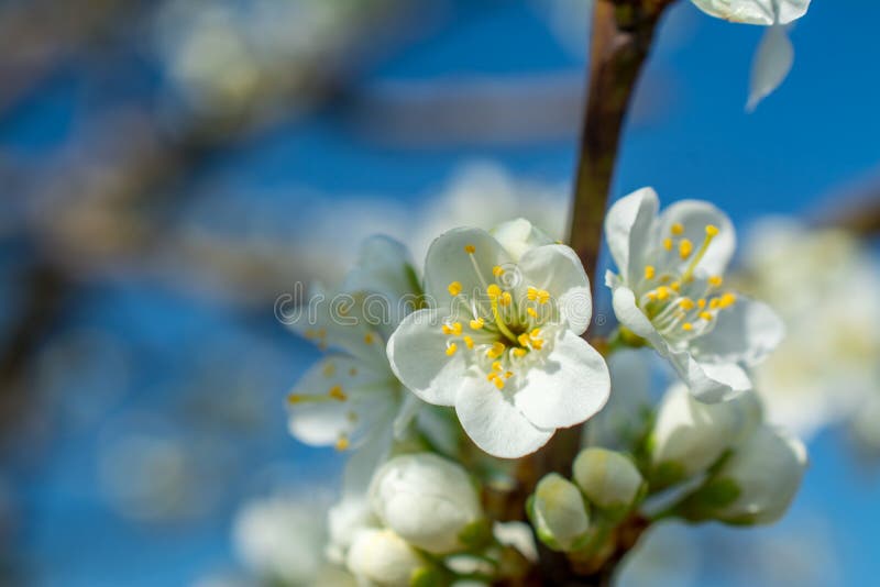 Spring Withe Flowers on Branch. Plum Tree Stock Photo - Image of branch ...