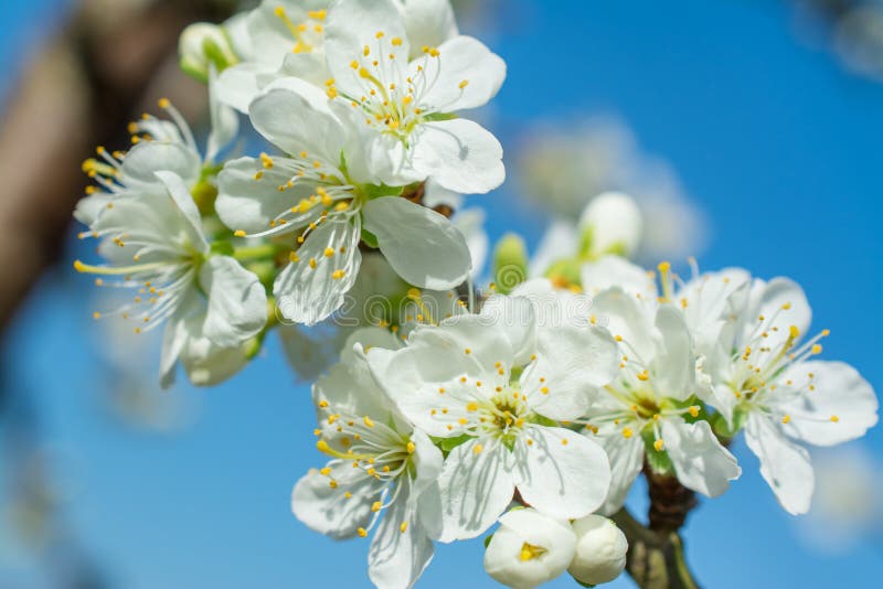 Spring Withe Flowers on Branch. Plum Tree Stock Photo - Image of branch ...