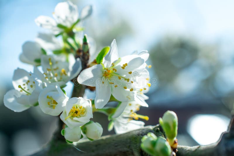Spring Withe Flowers on Branch. Plum Tree Stock Image - Image of tree ...