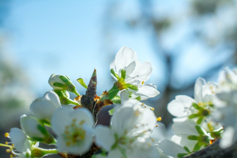 Spring Withe Flowers on Branch. Plum Tree Stock Image - Image of flower ...