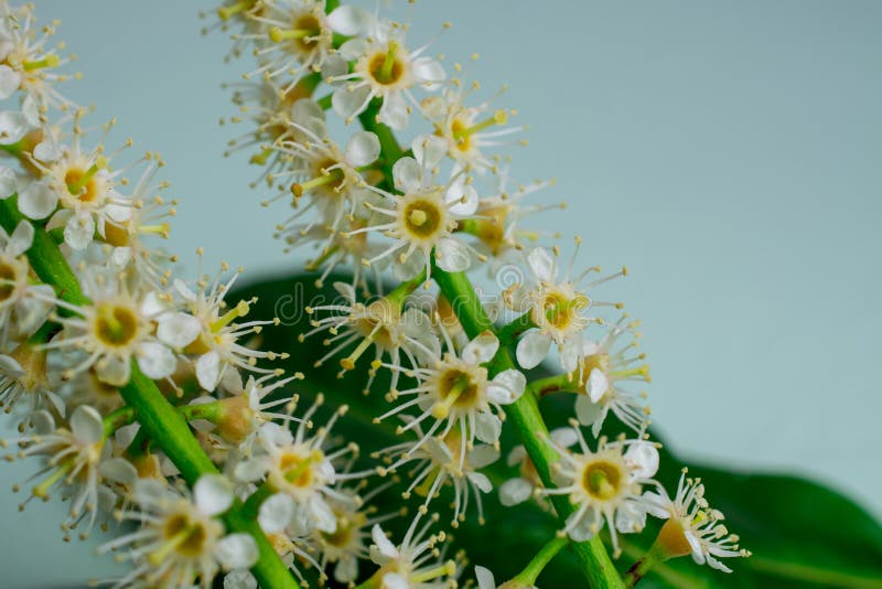 Spring Withe Flowers on Branch. Plum Tree Stock Image - Image of ...