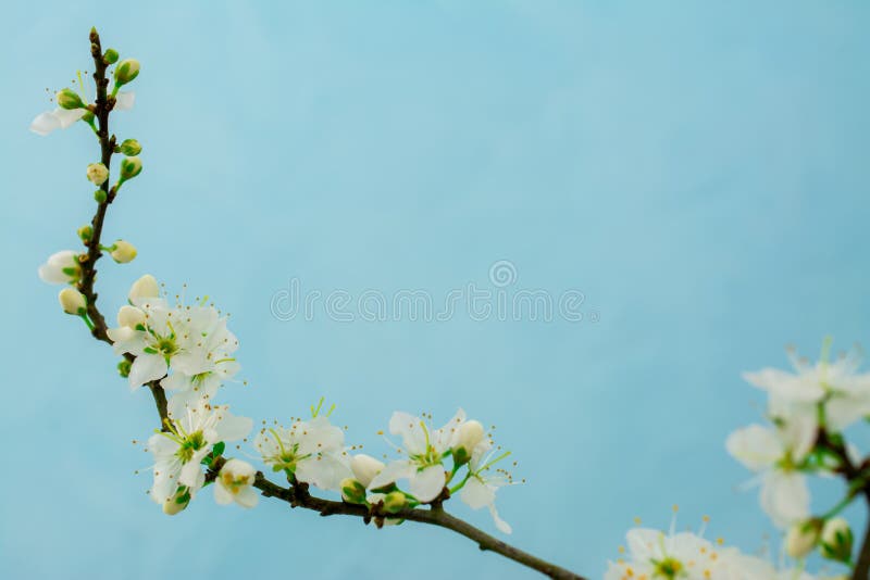 Spring Withe Flowers on Branch. Plum Tree Stock Photo - Image of branch ...