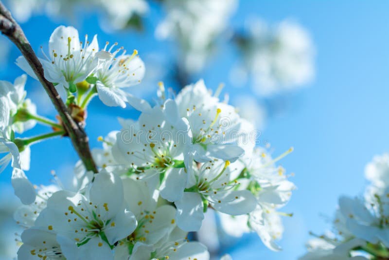Spring Withe Flowers on Branch. Plum Tree Stock Photo - Image of spring ...