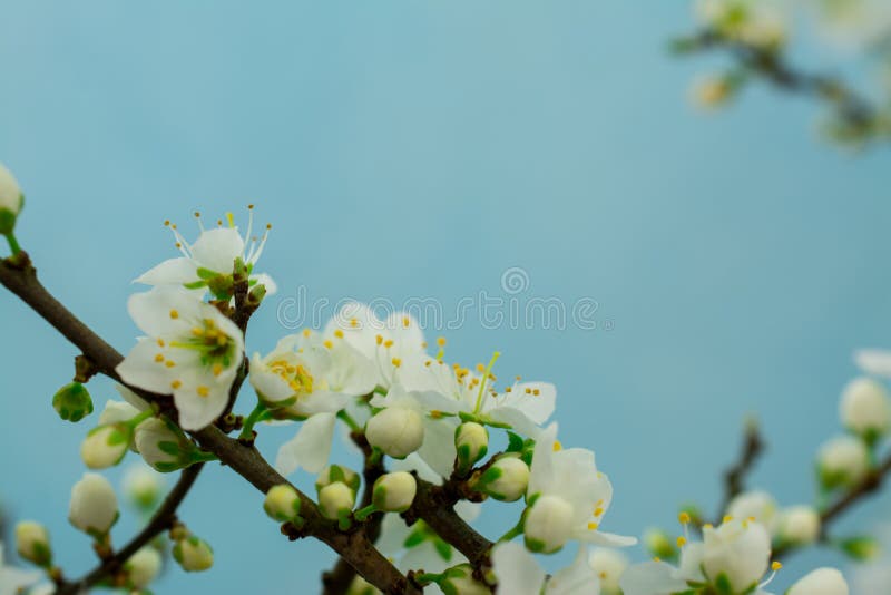 Spring Withe Flowers on Branch. Plum Tree Stock Photo - Image of bright ...