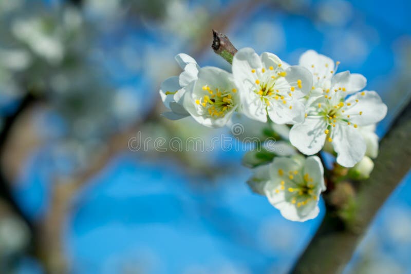 Spring Withe Flowers on Branch. Plum Tree Stock Image - Image of ...