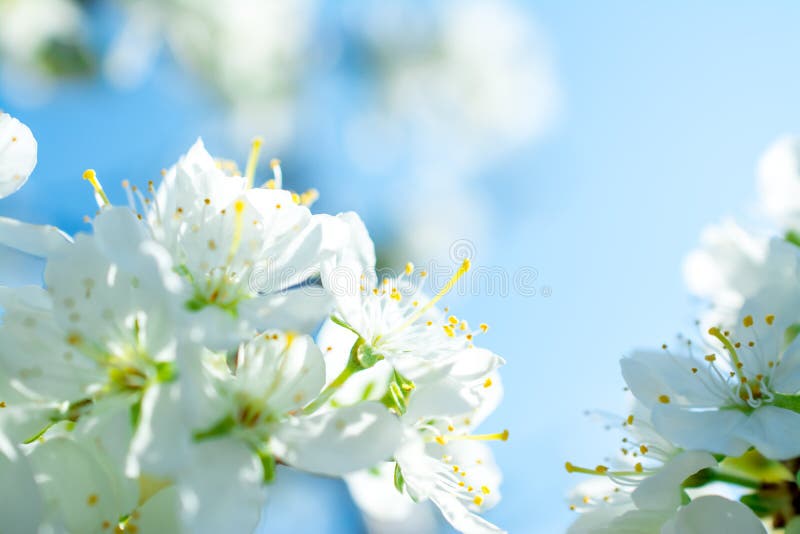 Spring Withe Flowers on Branch. Plum Tree Stock Image - Image of ...