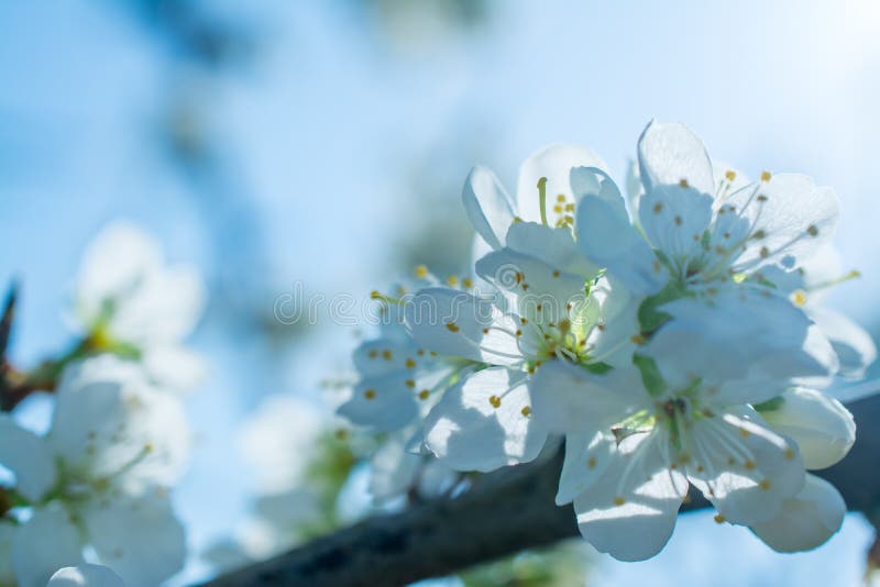 Spring Withe Flowers on Branch. Plum Tree Stock Photo - Image of aprill ...