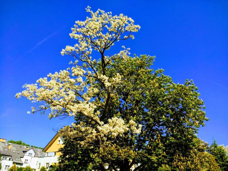 Spring Withe Flowers on the Trees Stock Photo - Image of flowers, withe ...