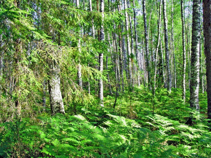 Spring wood stock image. Image of branch, scenery, pine - 11385505