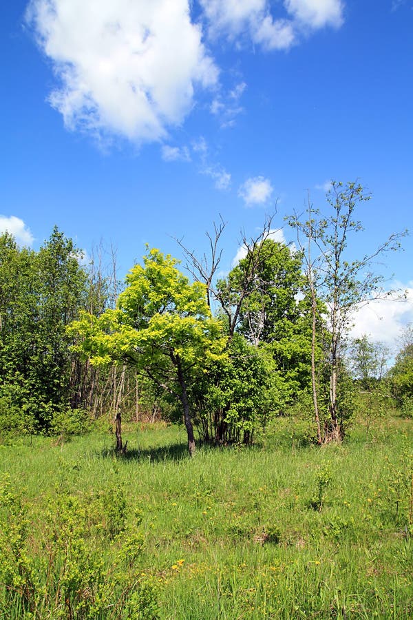Spring wood stock photo. Image of bright, grass, floral - 13124764