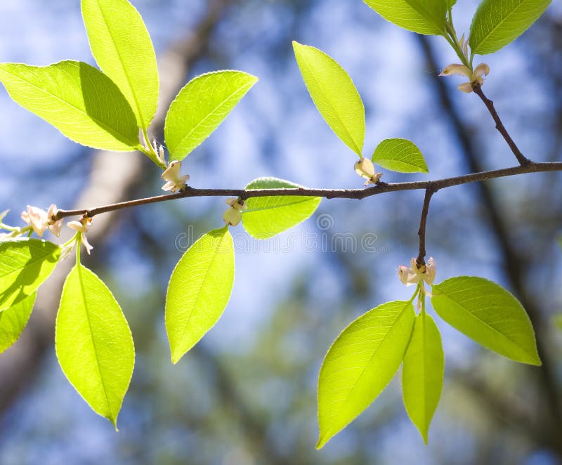 Spring wood stock image. Image of green, growth, interesting - 25281627
