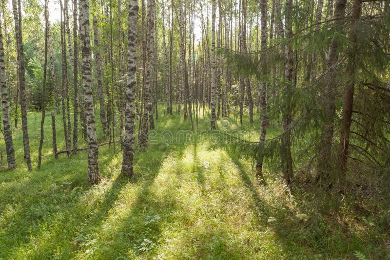 Spring wood. stock photo. Image of solar, isthmus, clear - 37885856